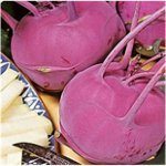 Ako na výsev a pestovanie kalerábu? | Ako a Prečo?