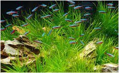 Ako chovať akvarijné rybičky? | Ako a Prečo?