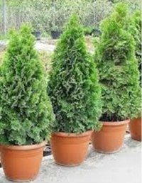 Ako sa správne starať o tuje? | Ako a Prečo?