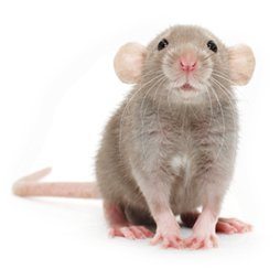 Ako sa starať o potkana? | Ako a Prečo?