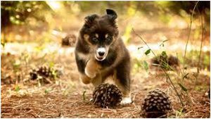 Ako sa starať o psie labky? | Ako a Prečo?