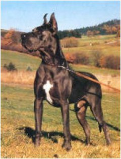 Ako sa starať o nemeckú dogu? | Ako a Prečo?