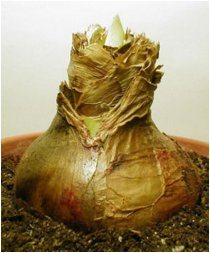 Ako pestovať Amarylis čiže Hippeastrum / zornicu? | Ako a Prečo?