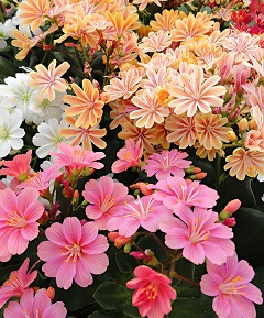 Ako pestovať levízie? | Ako a Prečo?