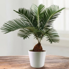 Ako pestovať cykas? | Ako a Prečo?