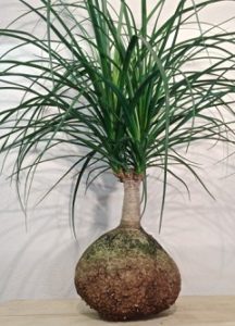 Ako pestovať nolinu – sloniu nohu? | Ako a Prečo?