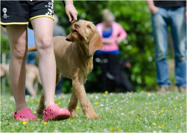 Ako správne behať so psom? Špeciálna výbava a vhodný štvornohý ...